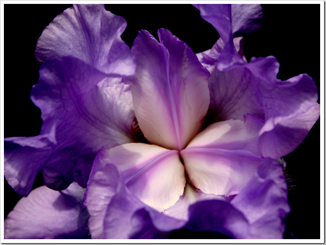 Thoughtfully Blended Hearts: The Tennessee State Flower…Iris